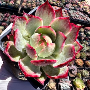 Rare Succulent: Imported Succulent Korea Variegated Echeveria Agavoides Casio Live Plant ...