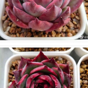 Rare Succulent: Imported Succulent Korea Variegated Echeveria Agavoides Casio Live Plant ...