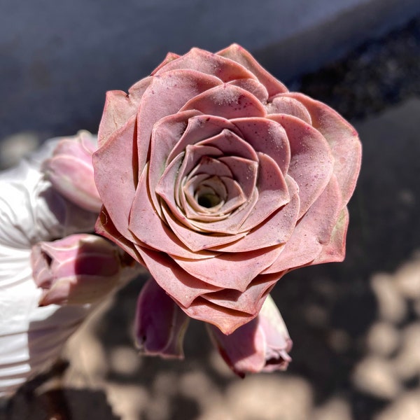 Mountain Rose Succulent - Etsy