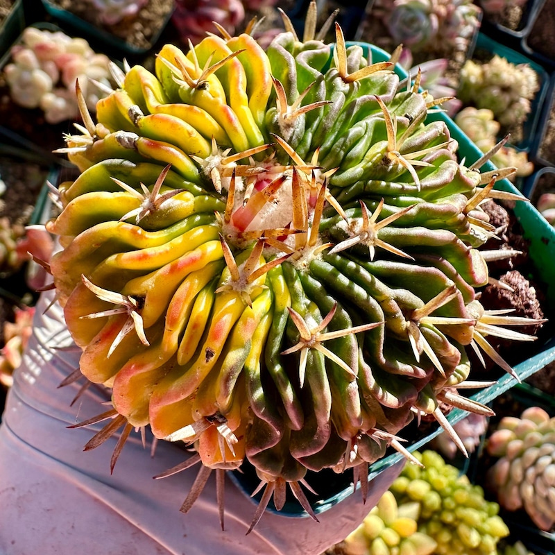 Rare Cacti - Etsy