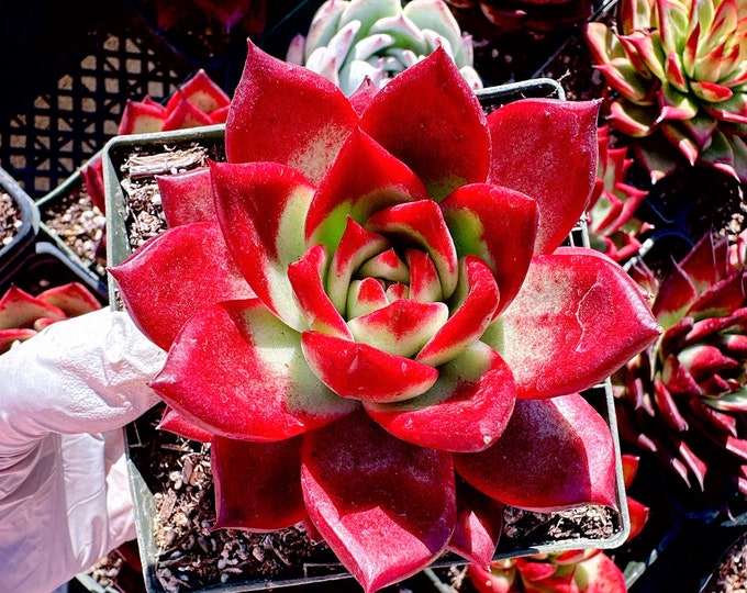 Rare Succulent: Imported Succulent Korean Echeveria Agavoides Red Poem ...