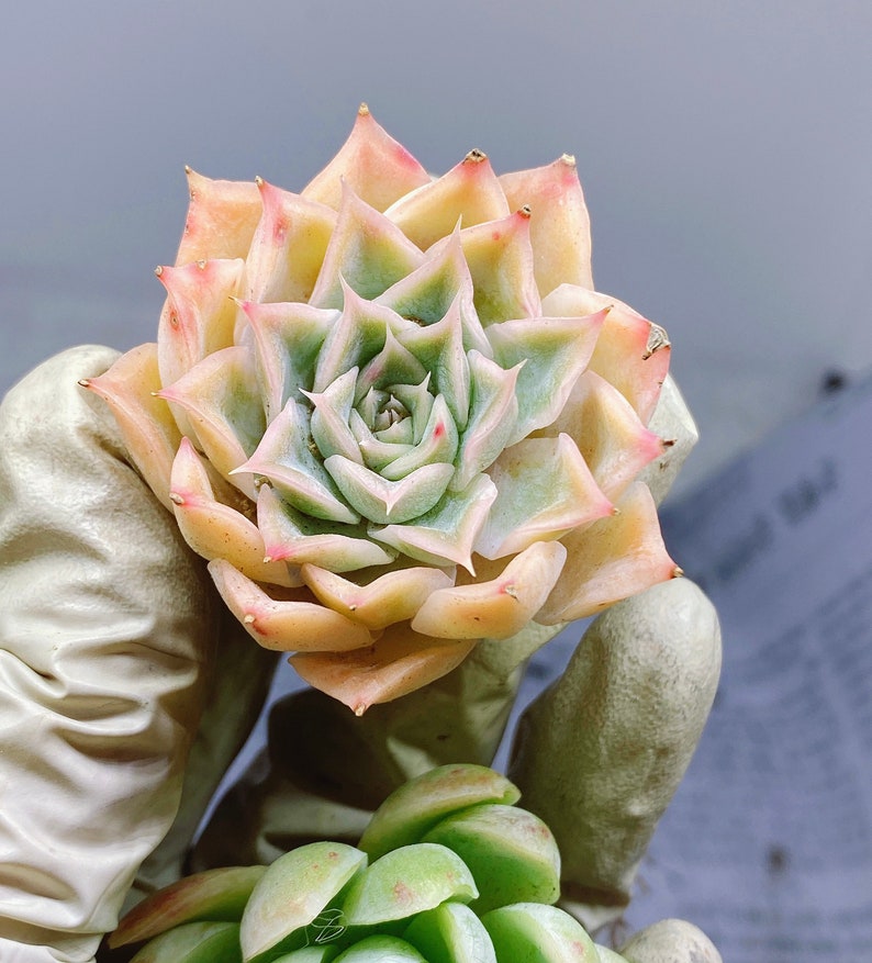 Rare Succulent: Imported Succulent Korean Echeveria Hybrid - Etsy