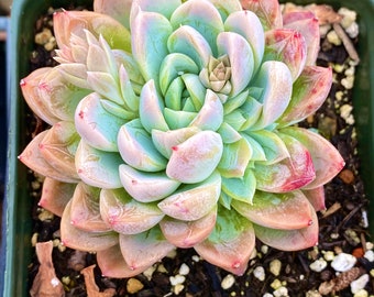 Rare Imported Succulent Korea Variegated Echeveria Miracle - Etsy