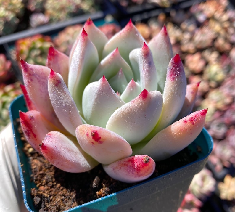 Rare Succulent: Imported Succulent Korean Echeveria - Etsy