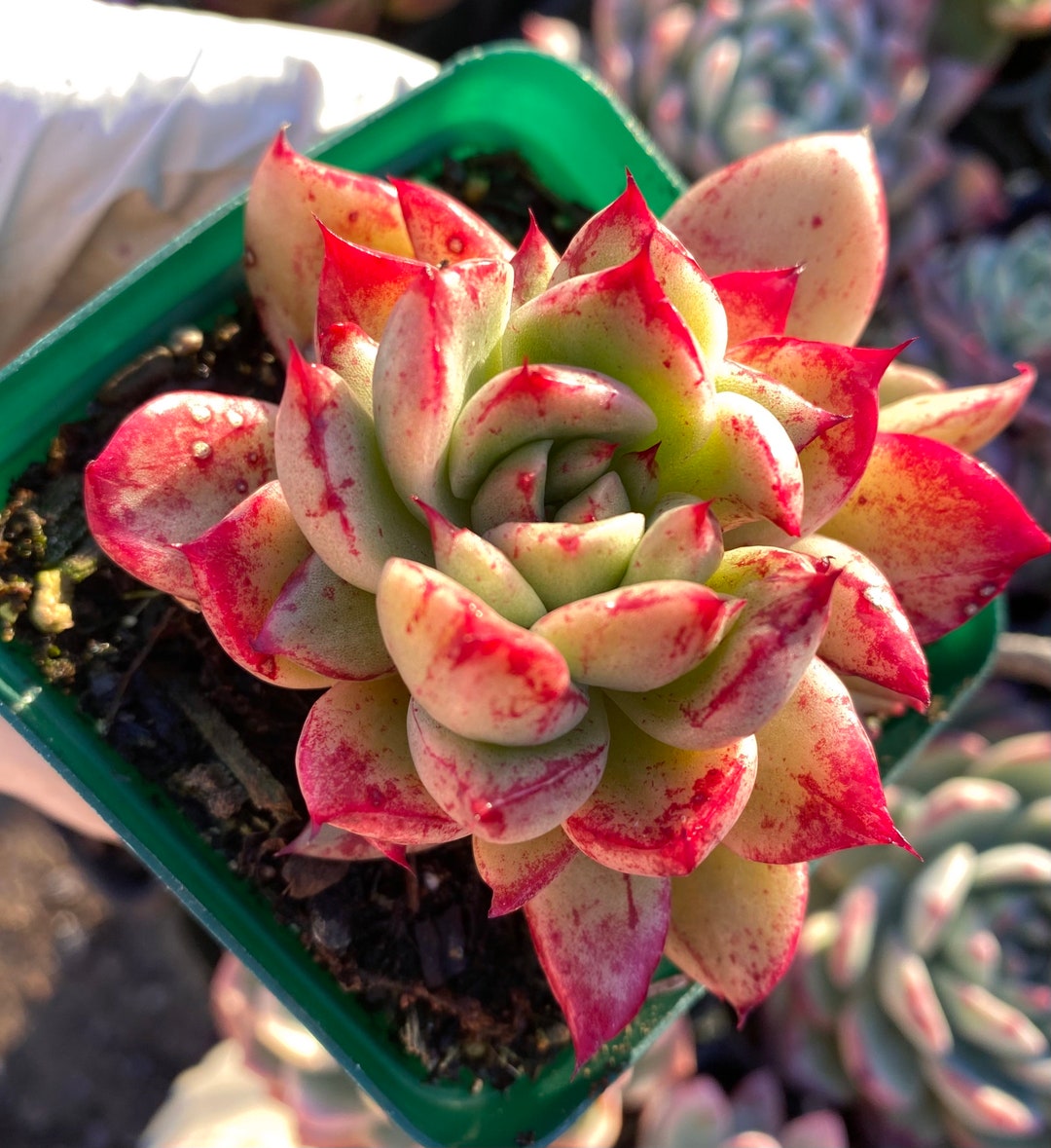 Rare Succulent: Imported Succulent Echeveria Hybrid Agavoides Malgan Long Eyelashes Gene ...