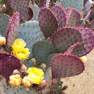 Rare Succulent: Purple Succulent Cactus Opuntia Santa Rita Opuntia ...