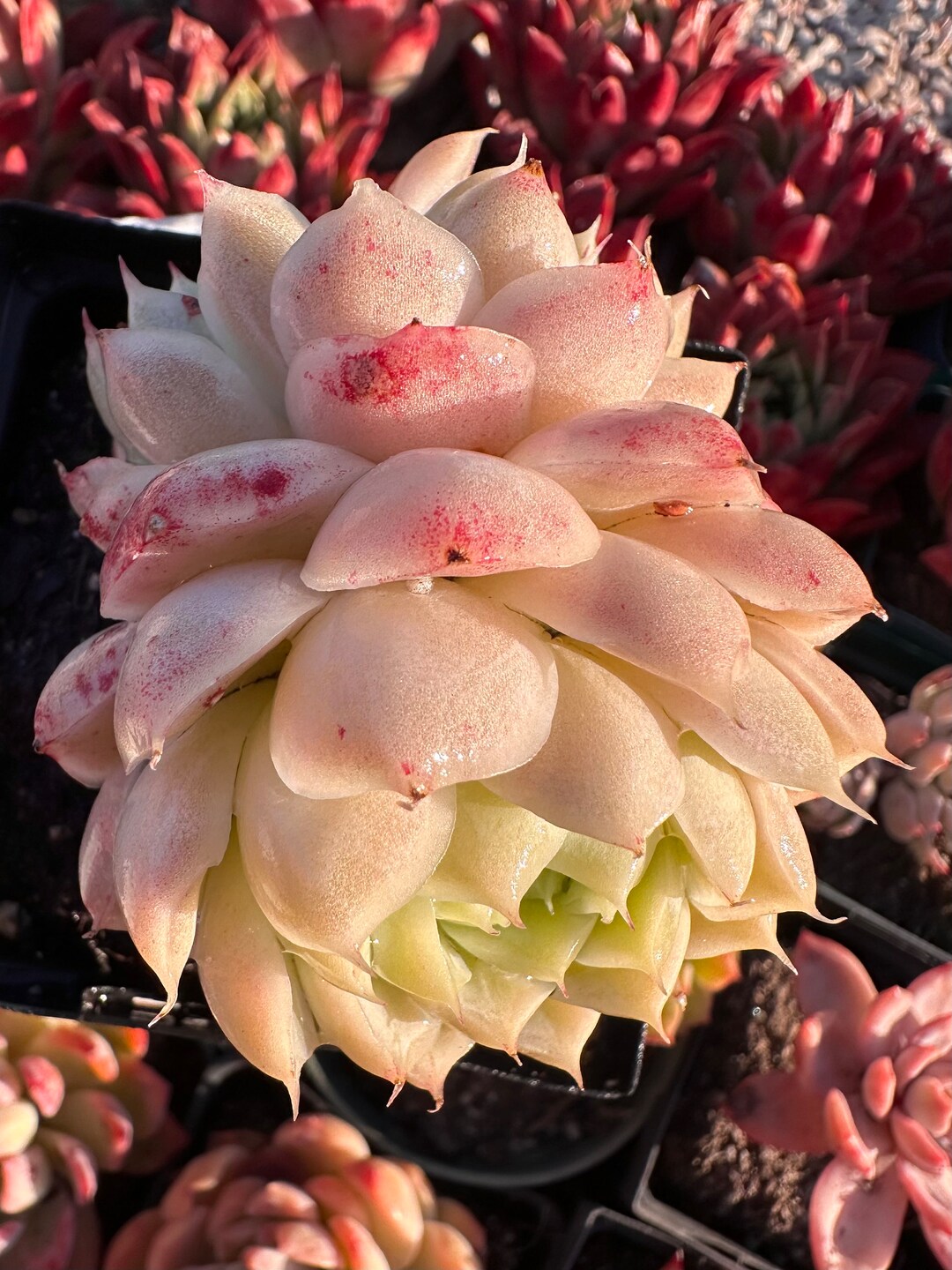 Rare Imported Succulent Hybrid Echeveria Malgan & Elegans White Queen ...