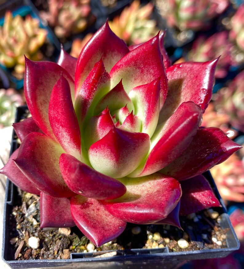 Rare Succulent: Imported Succulent Korean Echeveria Agavoides - Etsy