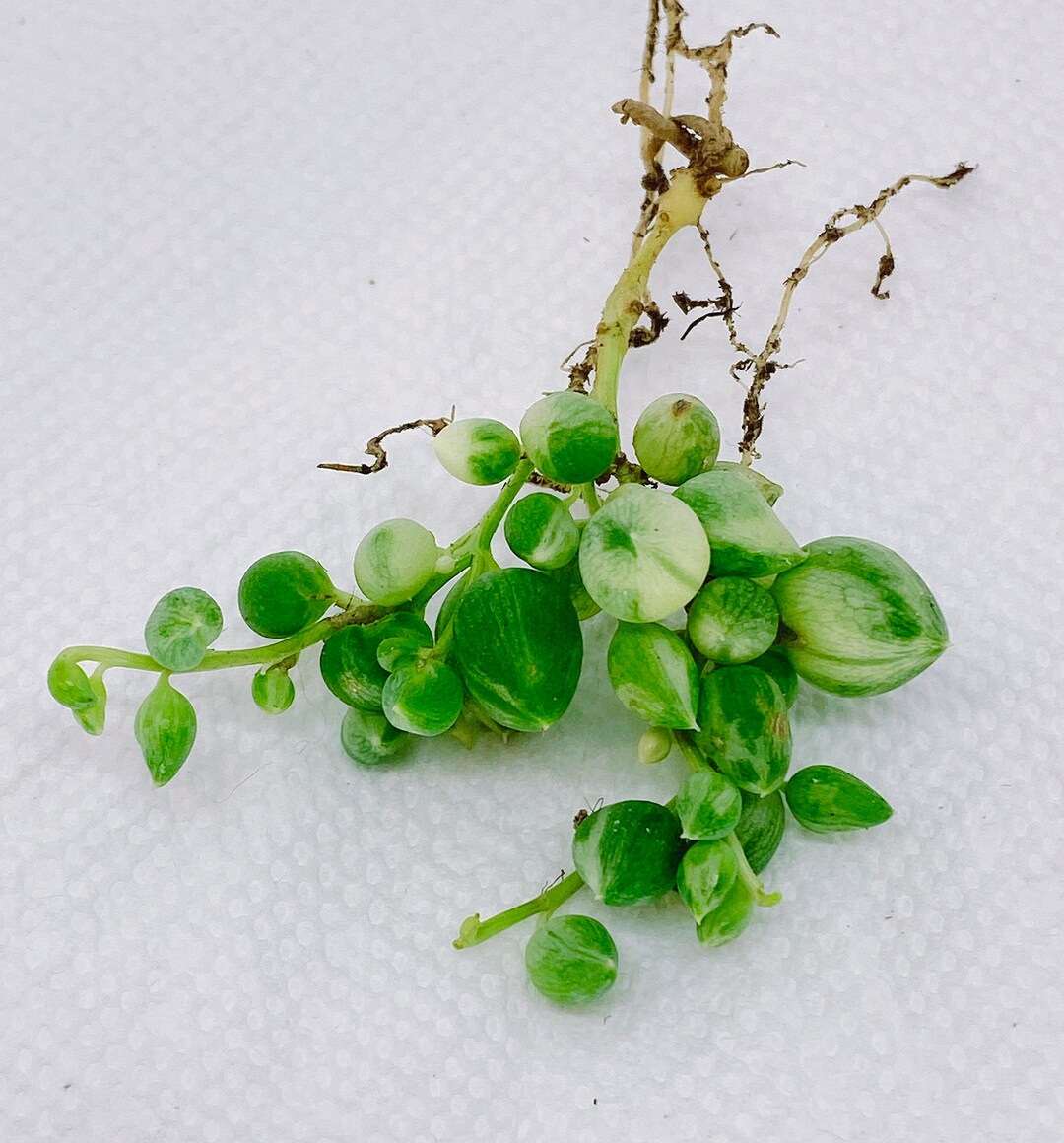 Rare Succulent: Imported Variegated String of Lover Tears Angel's Tears ...