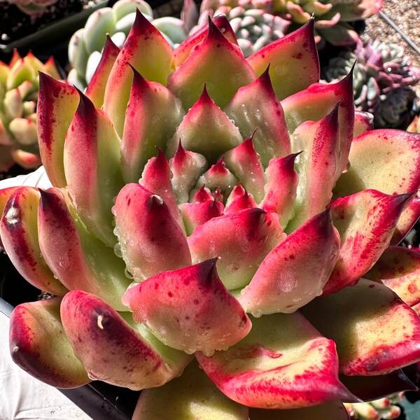 Korean Succulent Live Plant - Etsy