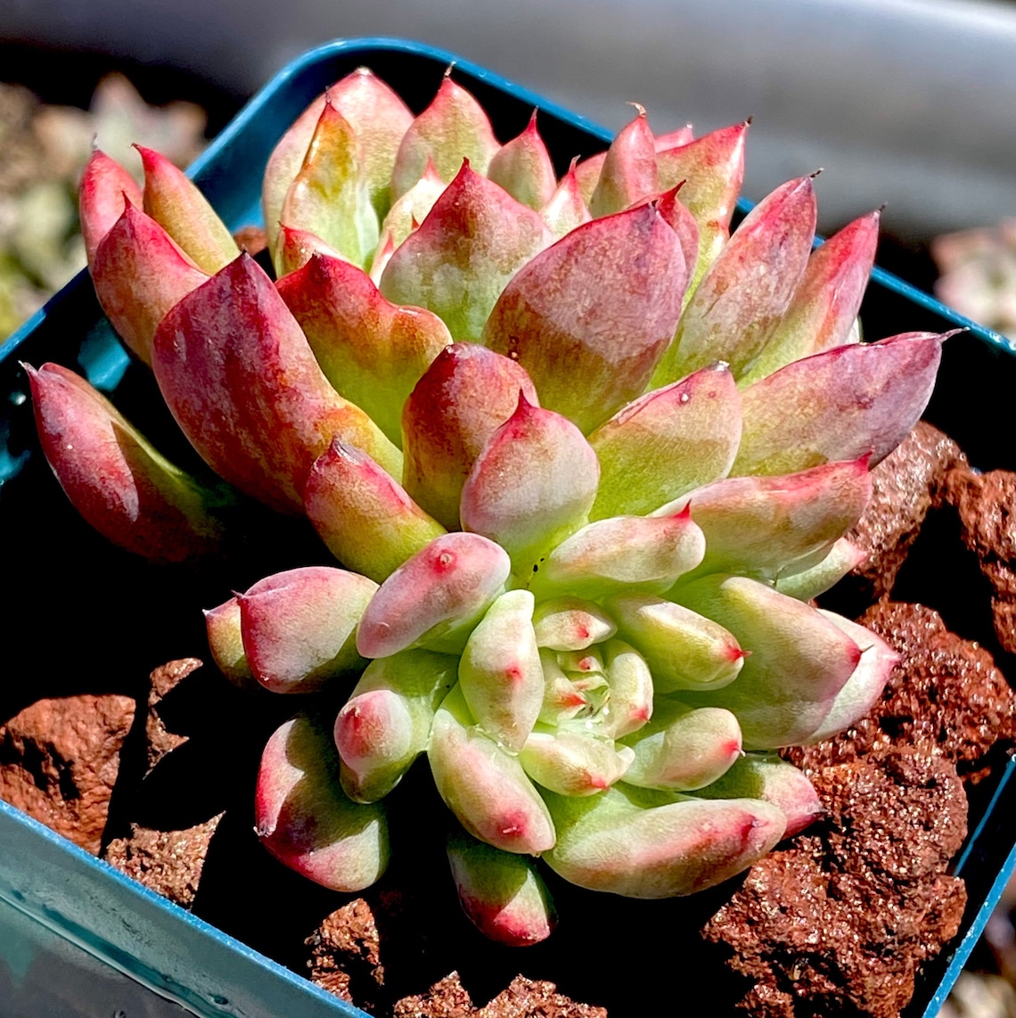 Rare Imported Succulent Korea Variegated Echeveria Miracle - Etsy