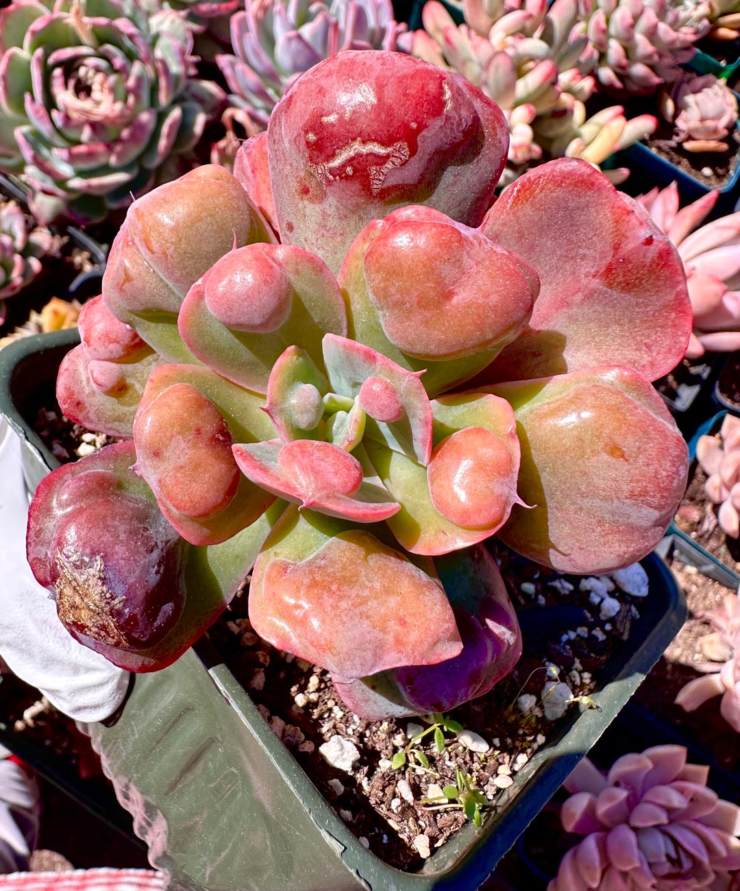 Rare Succulent: Imported Succulent Korean Echeveria Pagoda Raindrop ...