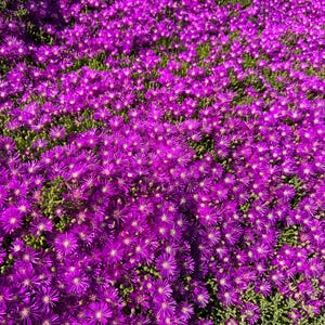 Beautiful Succulent: Dicrocaulon Ramulosum (l.bolus) Ihlenf Purple ...