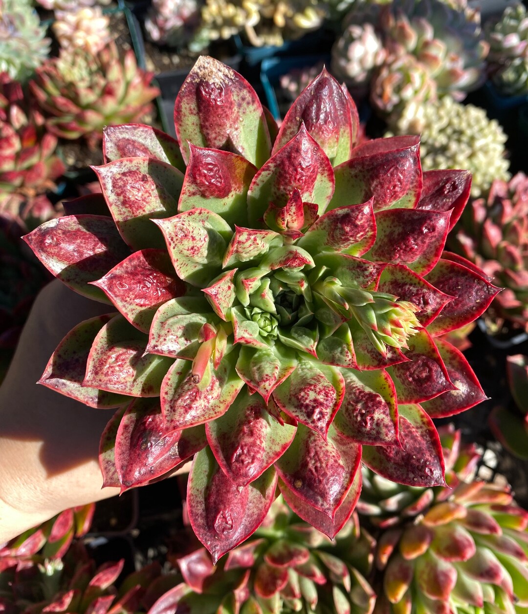 Rare Succulent: Imported Cool Succulent Korean Echeveria Raindrop Longissima Rose With Bump HUGE ...