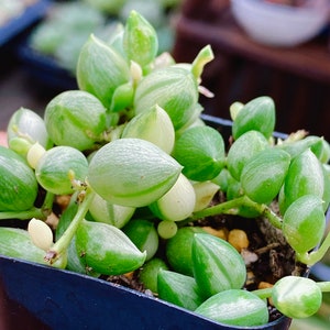 Rare Succulent: Imported Variegated String of Lover Tears Angel's Tears ...