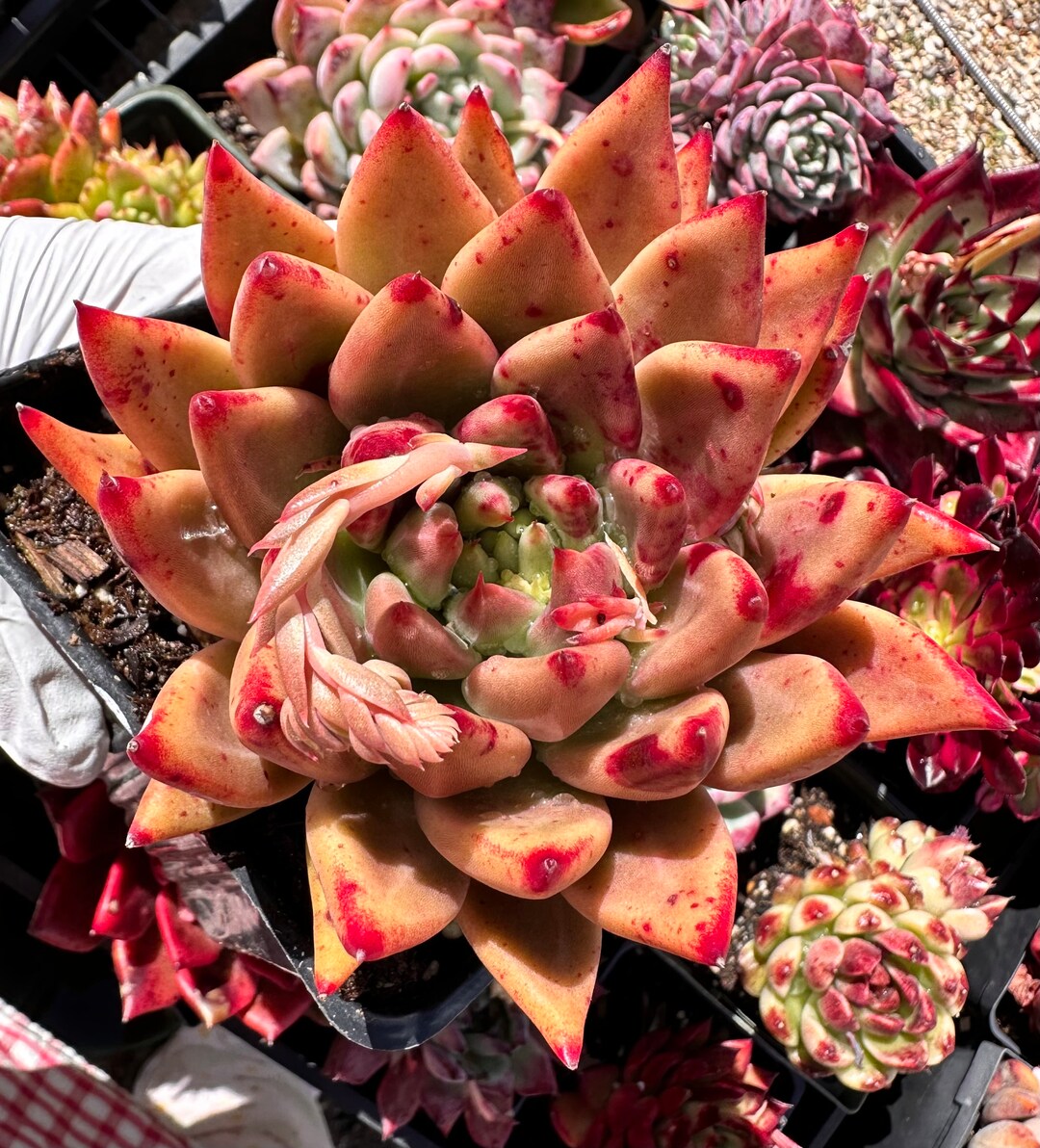 Rare Succulent: Imported Succulent Korean Echeveria Agavoides Soul HUGE CLUSTER Live Plant ...