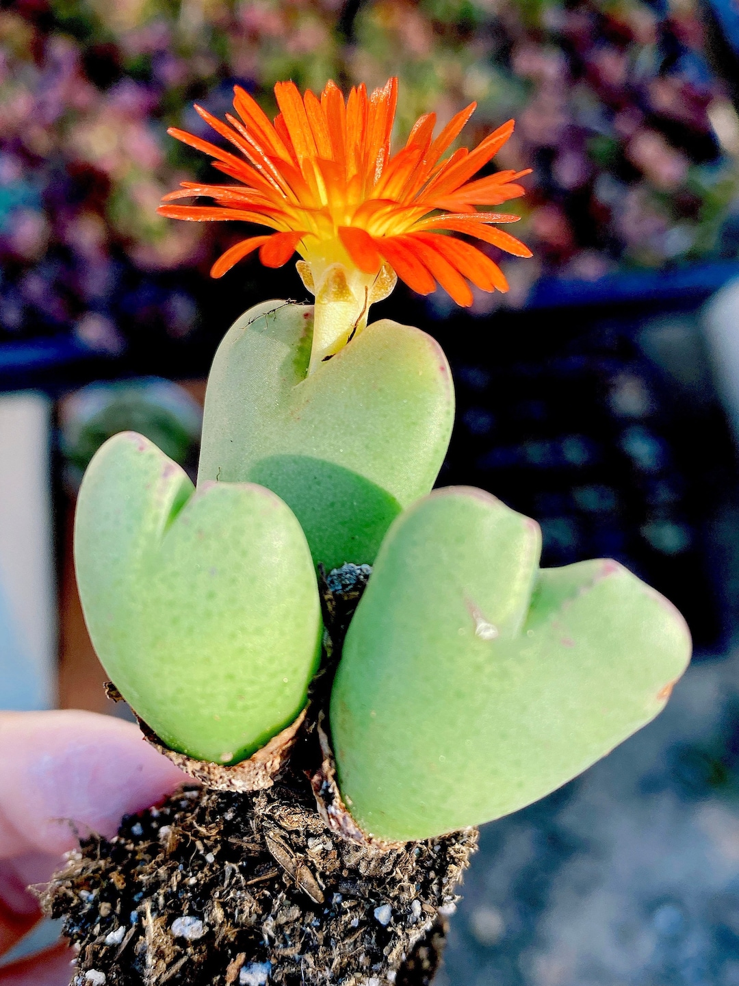 Rare Succulent: Imported Rare Conophytum Bilobum Live Plant Houseplant ...