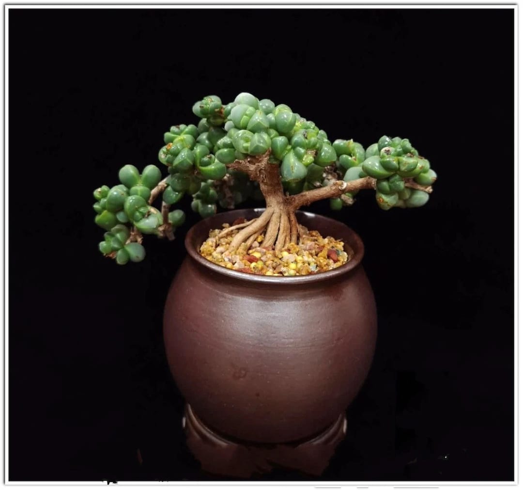 Rare Succulent: Cool Beautiful Succulent Astridia Velutina String ...