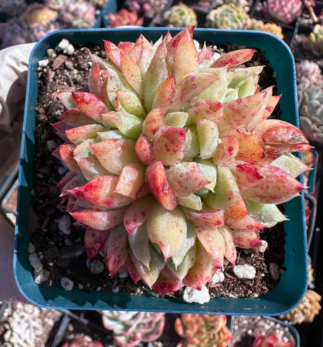 Rare Succulent: Imported Succulent Korea Echeveria Elegans White Queen ...
