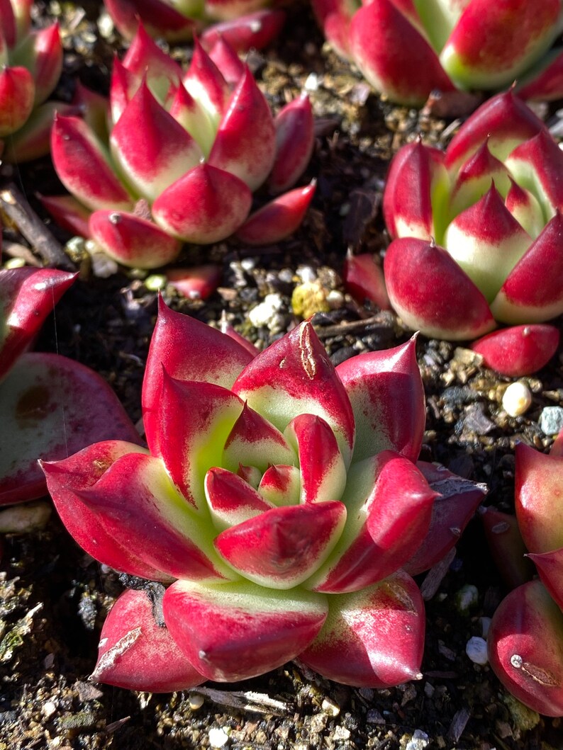 Rare Succulent: Imported Echeveria Hybrid, Red Knight, Deep Hot Red ...