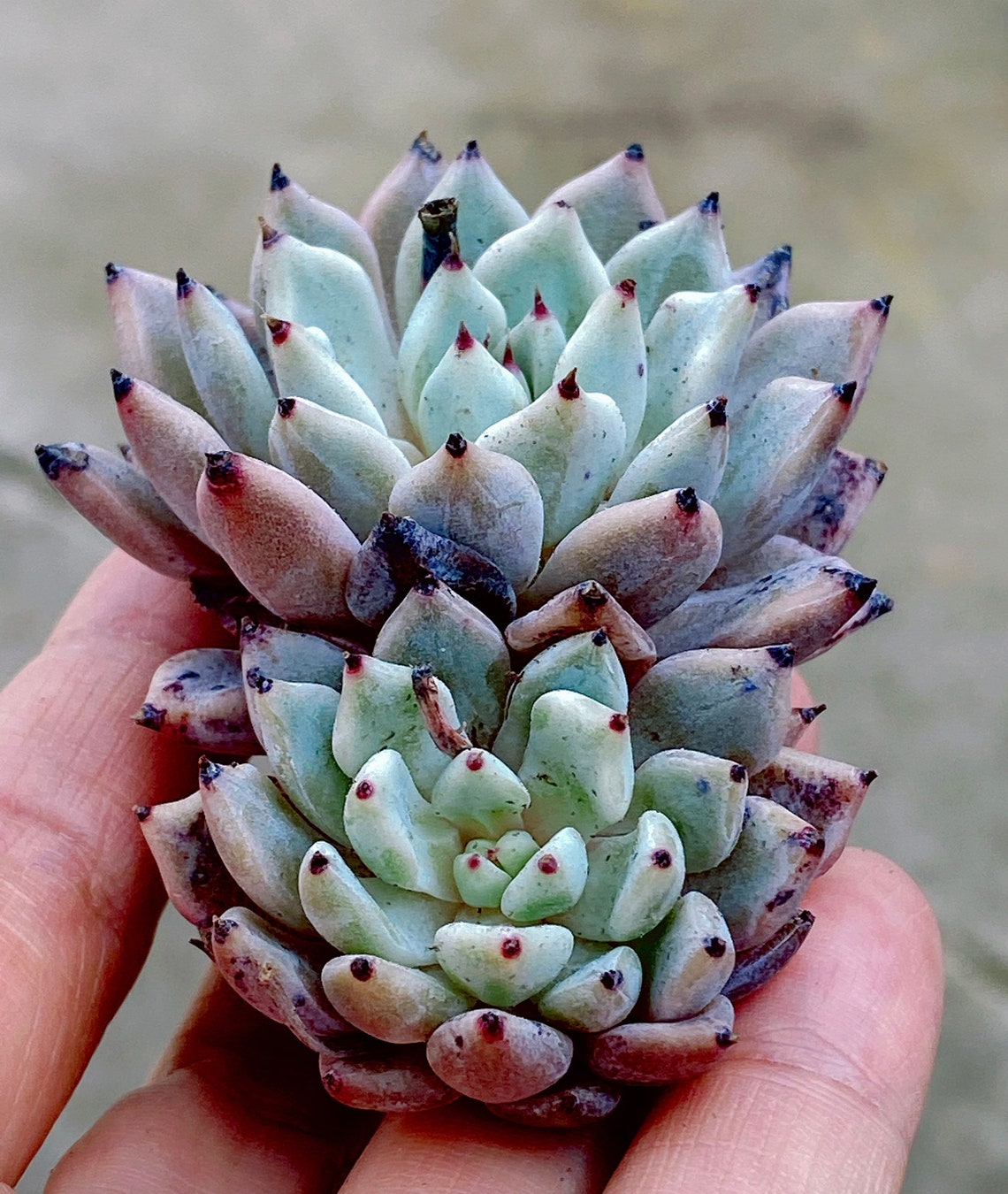 Rare Succulent: Imported Succulent Korea Hybrid Echeveria Crow - Etsy