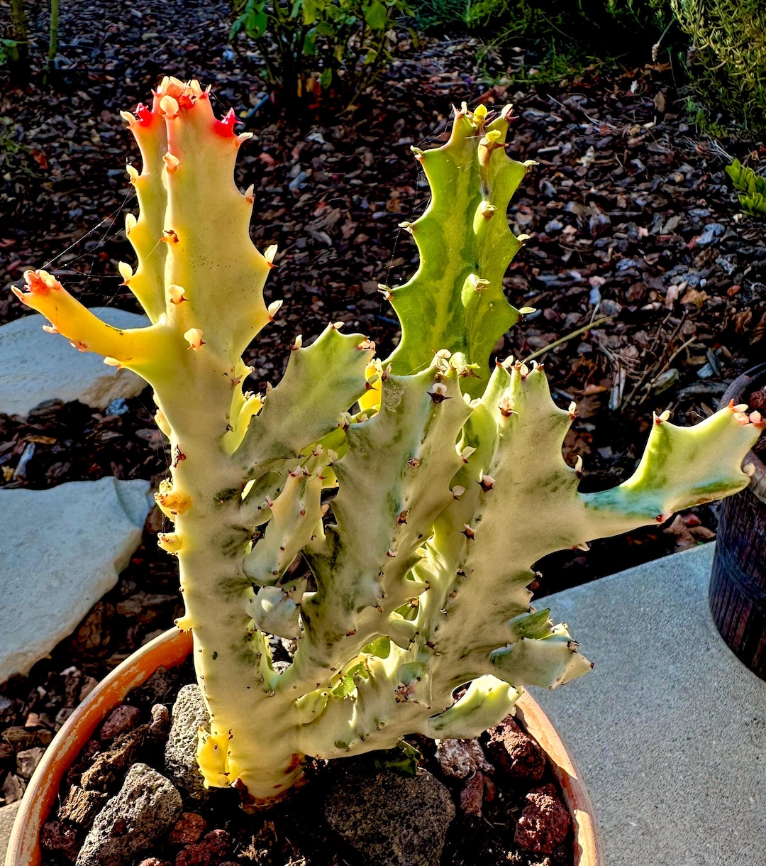 Rare Succulent: Ghost Cactus | White Variegated Euphorbia Lactea Yin ...
