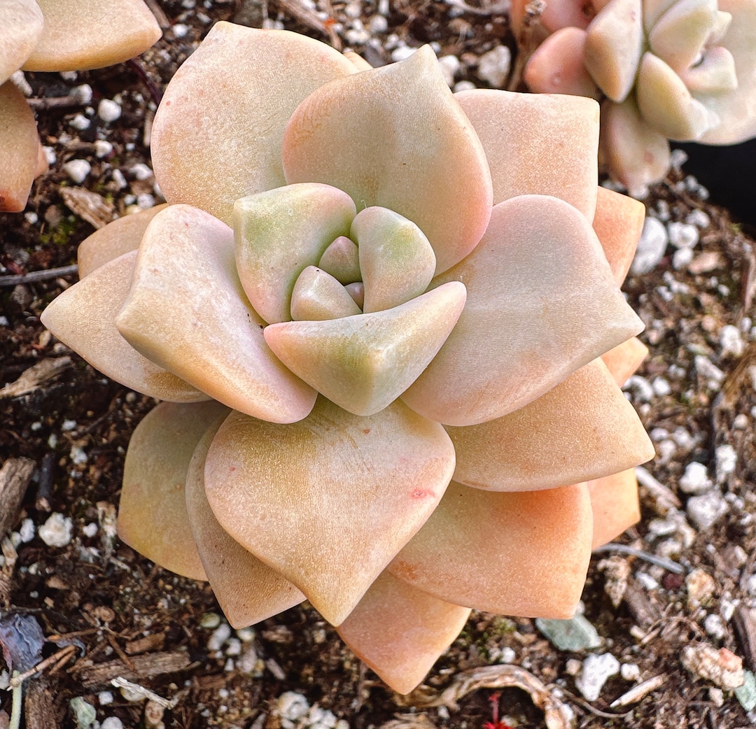 Rare Succulent: Imported Succulent Graptoveria Tituban Live Plant ...