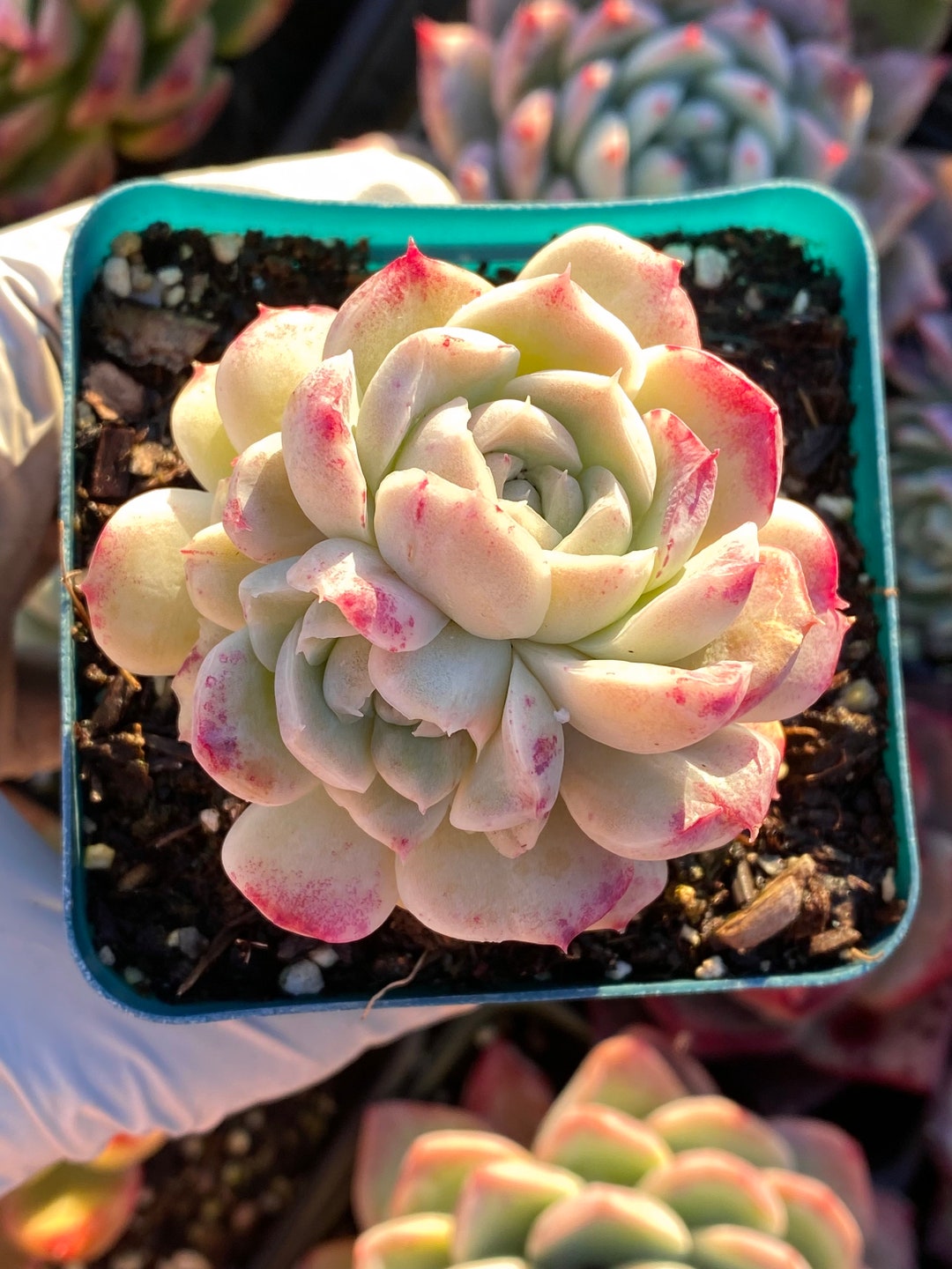 Rare Succulent: Imported Succulent Hybrid Echeveria Elegans Ice Dew ...