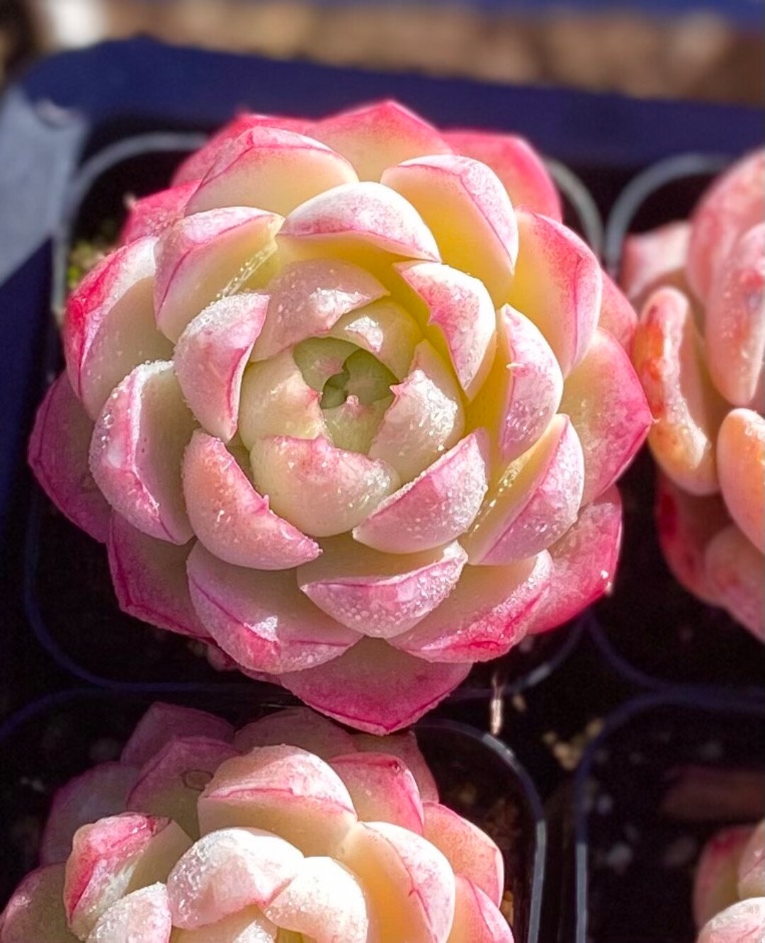 Rare Succulent: Imported Succulent Elegans Echeveria Queen's Rose Show ...
