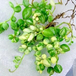 Rare Succulent: Imported Variegated String of Lover Tears Angel's Tears ...