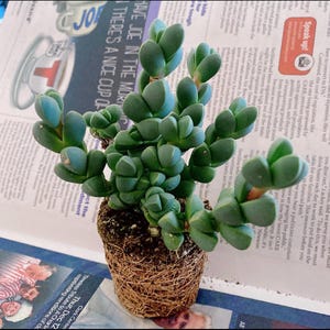 Rare Succulent: Cool Beautiful Succulent Astridia Velutina String ...