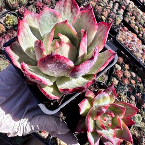 Rare Succulent: Imported Succulent Korea Variegated Echeveria Agavoides Casio Live Plant ...