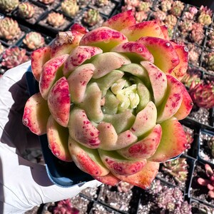 Rare Succulent: Imported Succulent Korean Echeveria Agavoides Variegated and Monstrous Jenny ...