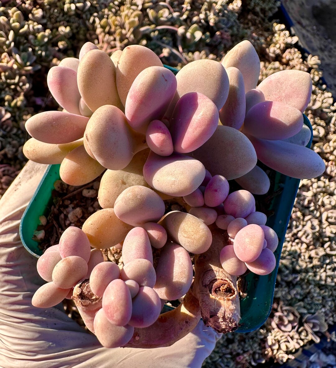 Rare Imported Succulent Korea Pink Mini Moonstone a Lot of Heads ...