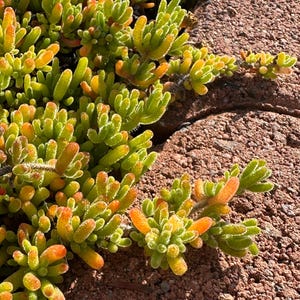 Beautiful Succulent: Dicrocaulon Ramulosum (l.bolus) Ihlenf Purple ...