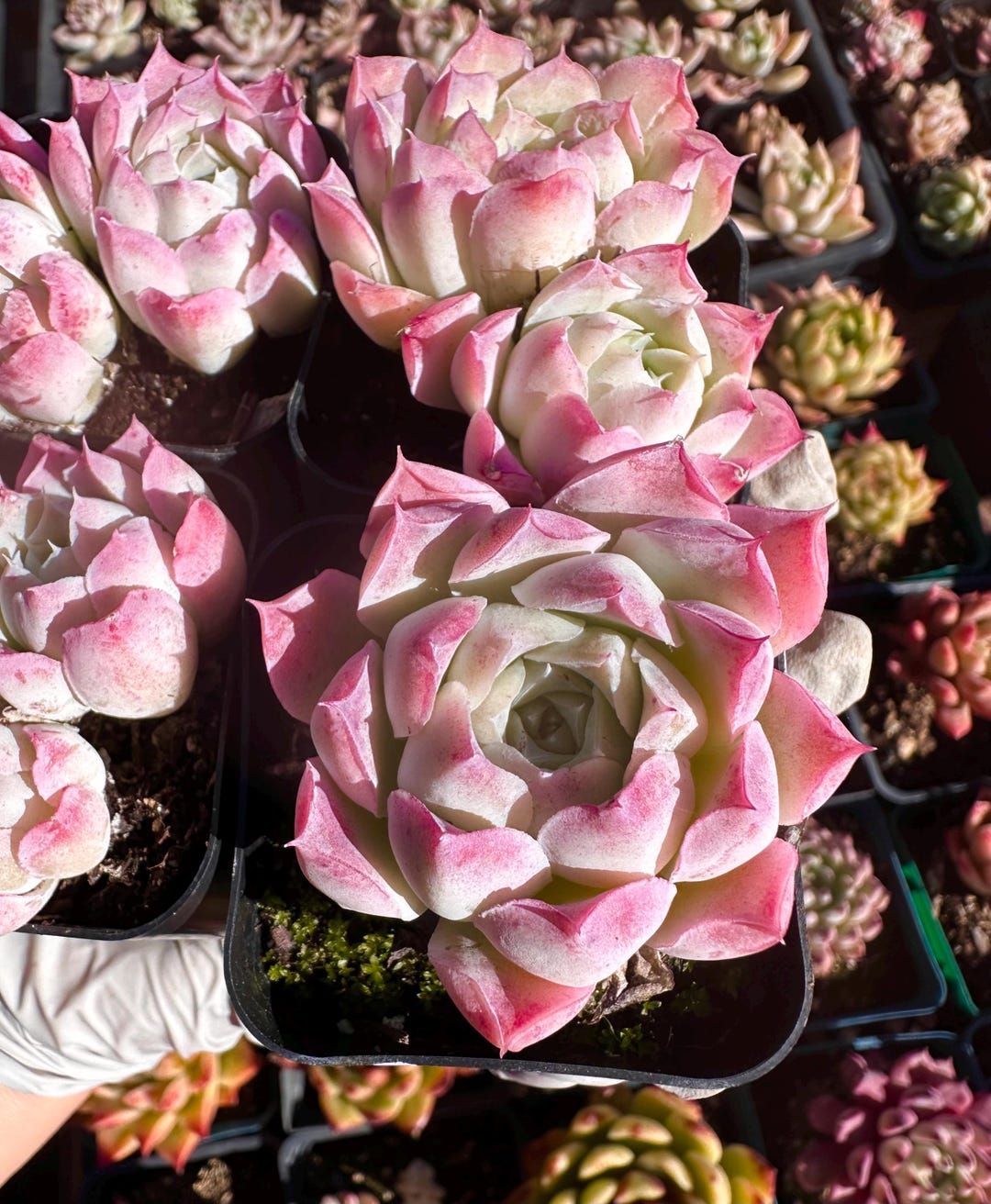 Rare Imported Succulent : Hybrid Echeveria Elegans Rose Moon Live Plant ...