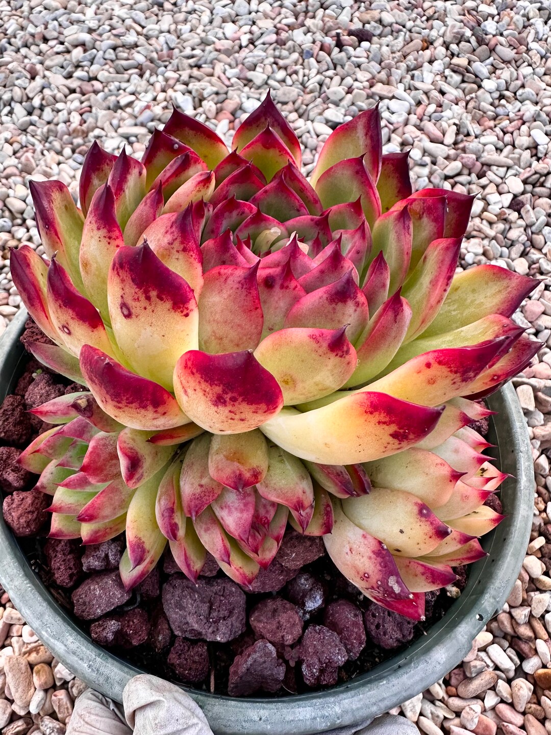 Rare Succulent: Imported Succulent Hybrid Echeveria Agavoides Fire ...