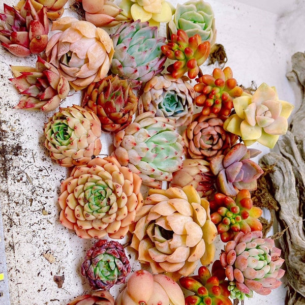 Rare Succulent - Etsy