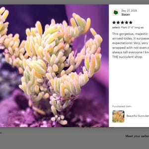 Beautiful Succulent: Dicrocaulon Ramulosum (l.bolus) Ihlenf Purple ...