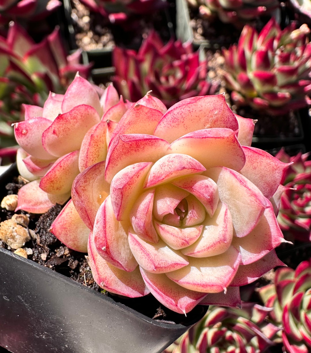 Rare Succulent: Imported Succulent Echeveria Pink Rose Queen Malgan ...