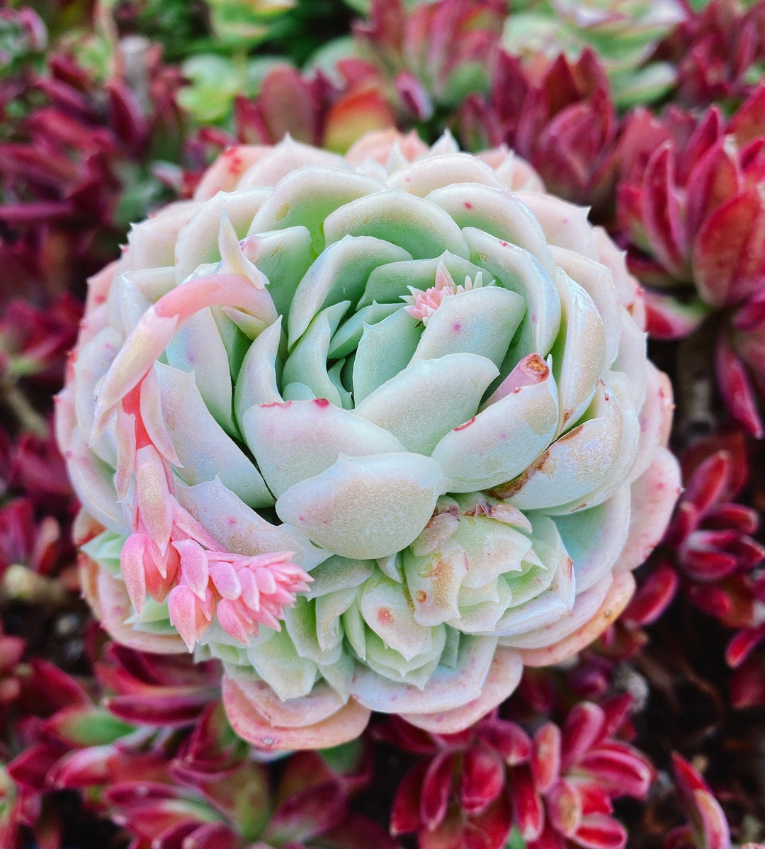 Rare Succulent: Imported Echeveria Hybrid Elegans Lemon-berry ...