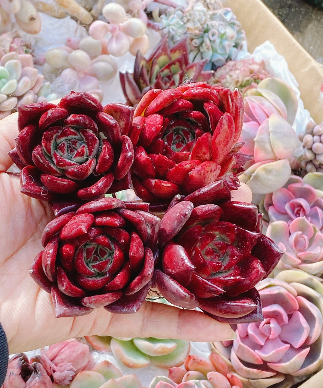 Rare Succulent: Imported Echeveria Hybrid, Red Knight, Deep Hot Red ...