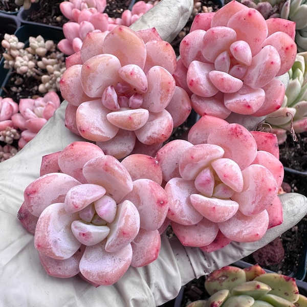 Echeveria Orange Monroe Crest - Etsy