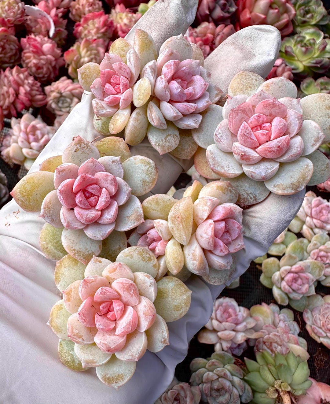 Rare Succulent: Imported Echeveria Vanilla Gummy Pink Purple Dark Heart ...