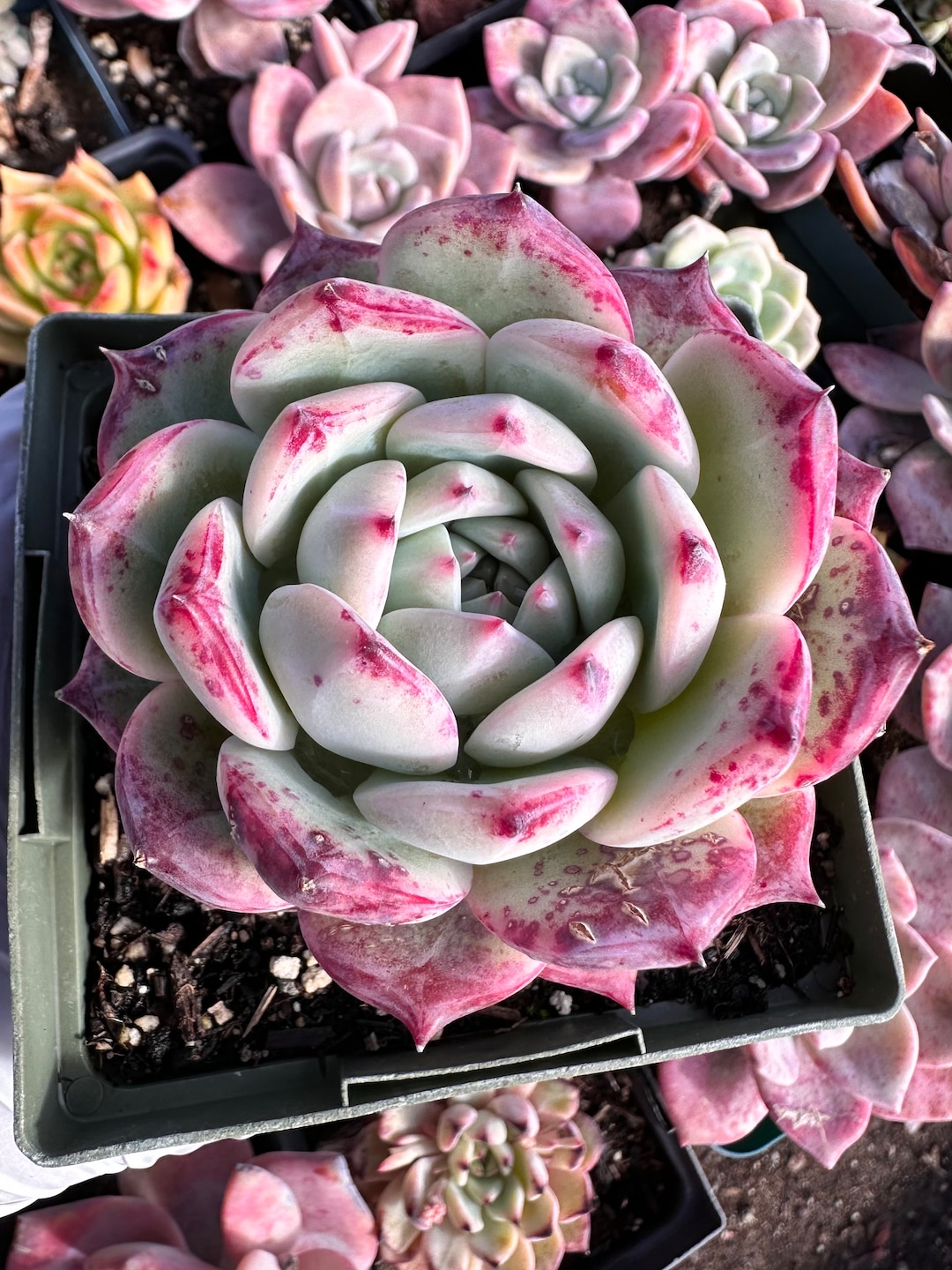 Rare Succulent : Imported Succulent Hybrid Echeveria Latam HUGE Live ...