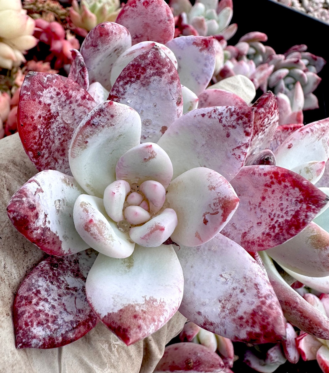 Rare Imported Succulent Echeveria Blue Fairy Pink Thick Powder Live ...