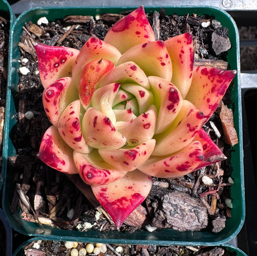 Rare Succulent: Imported Succulent Korean Echeveria Agavoides - Etsy