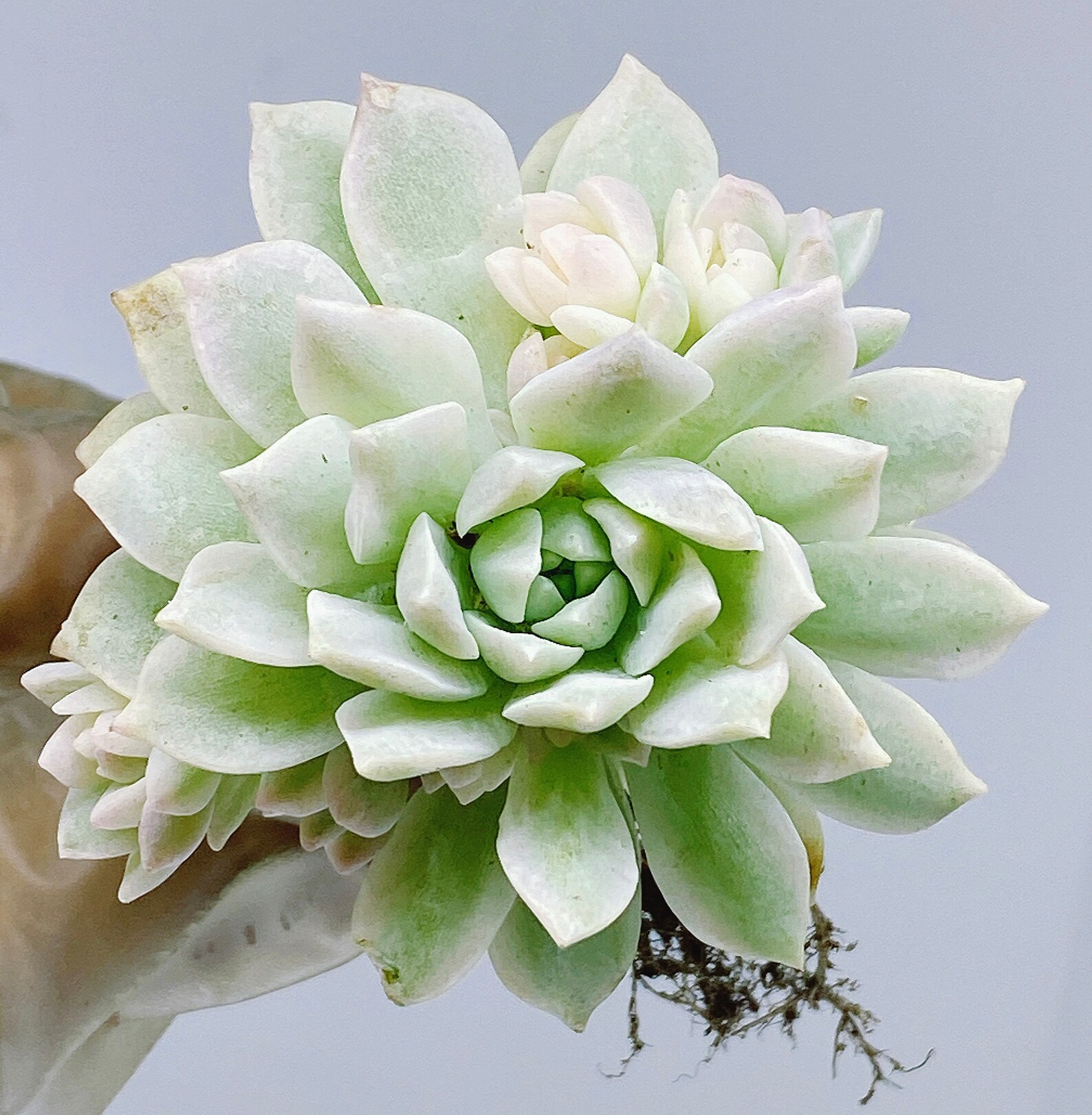 Rare Succulent: Variegated Echeveria Prolifica Rose 2 | Etsy