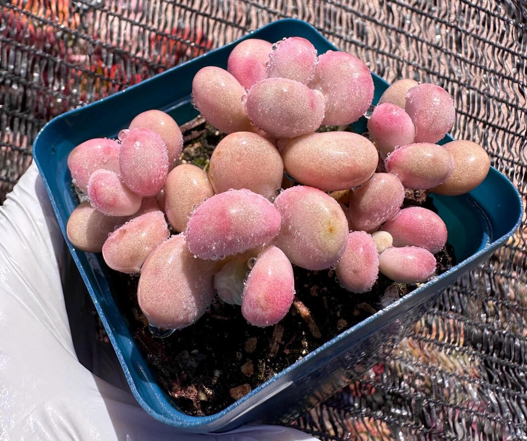 Rare Succulent: Imported Succulent Pink Moonstone 5 Heads Cluster 3.5 ...