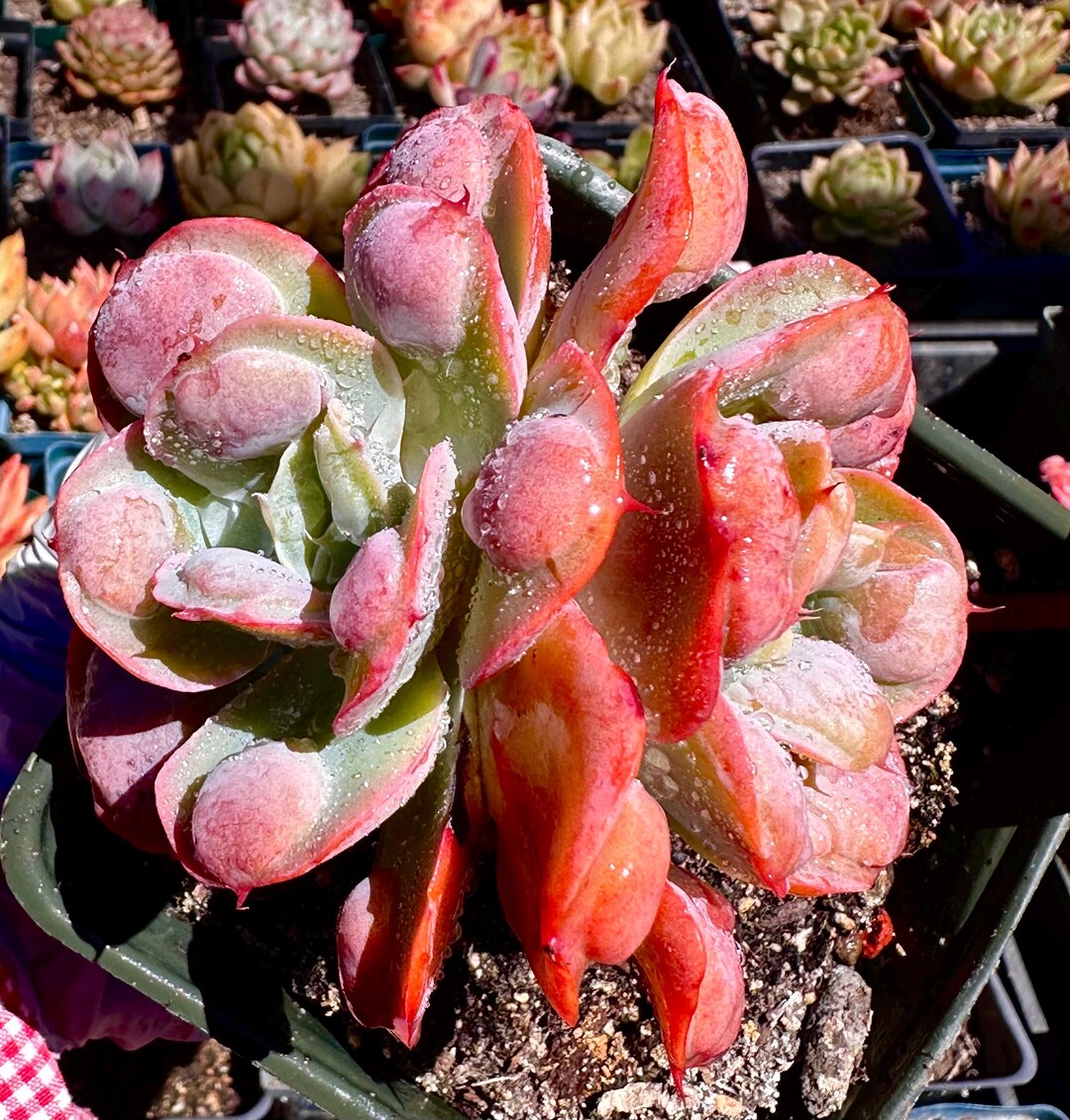 Rare Succulent: Imported Succulent Korean Echeveria Pagoda Raindrop ...